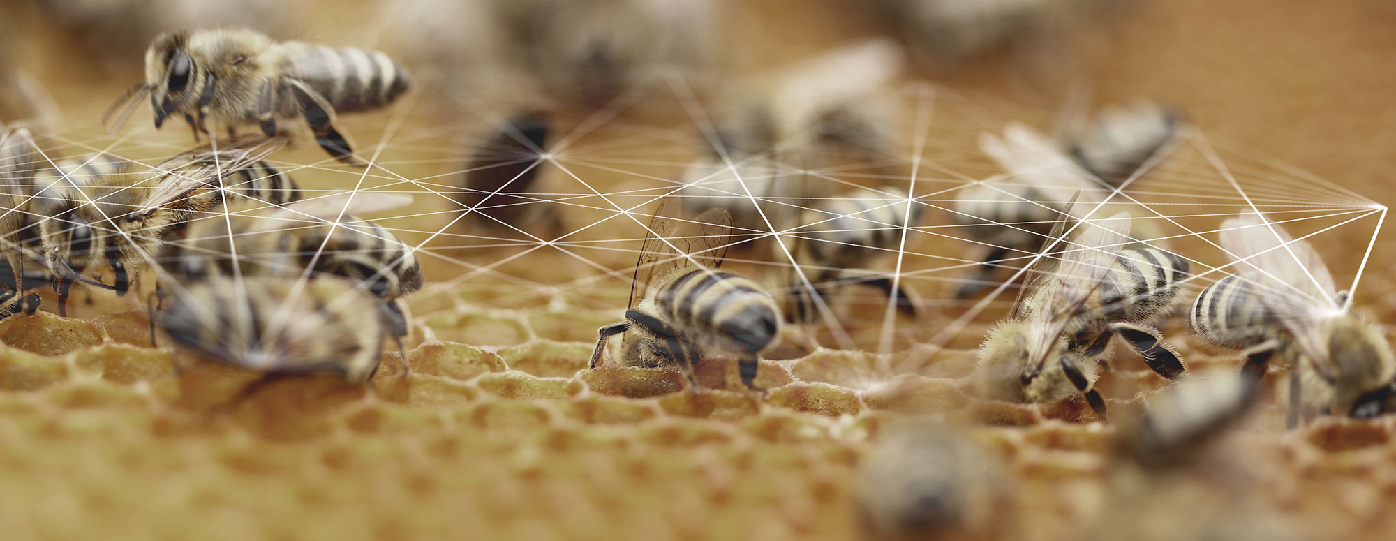 Bee-hive-network - 1492